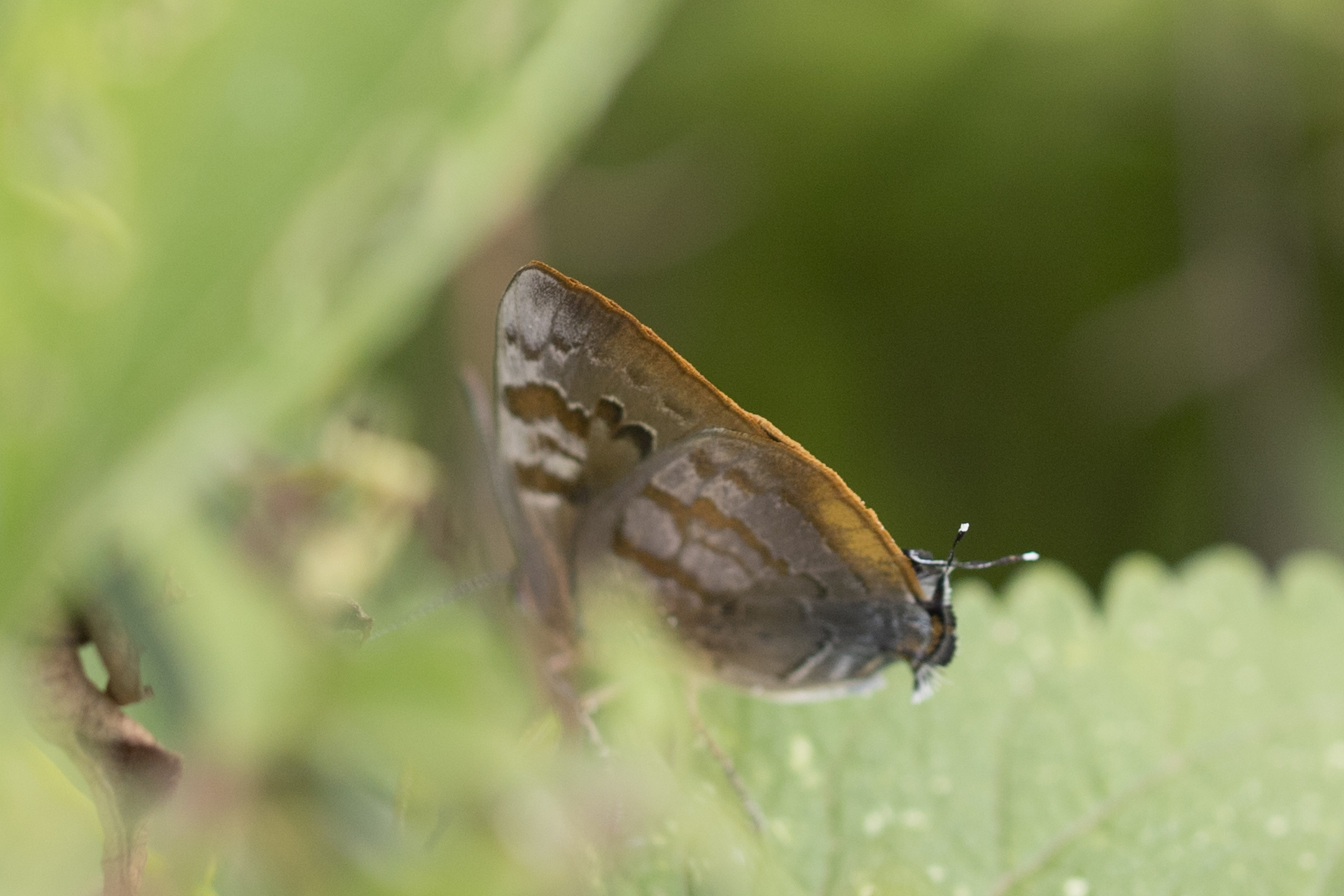 Rekoa palegon (Cramer, 1780)