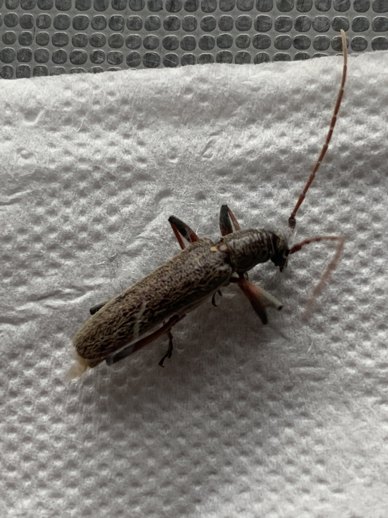 Lemon tree borer from North Island, Auckland, Auckland, NZ on February ...