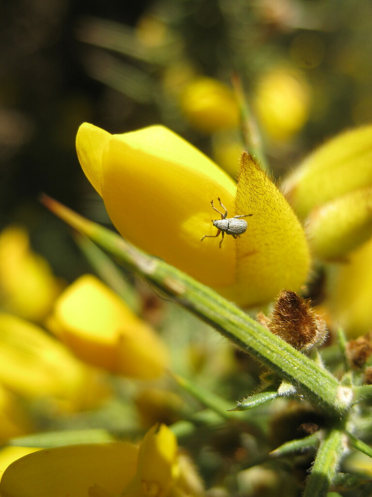 Gorse Seed Weevil from Edinburgh, UK on 24 February, 2023 at 04:36 PM ...