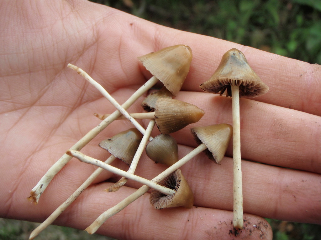 Liberty Cap from Provincia di Modena, Italia on October 22, 2008 at 01: ...