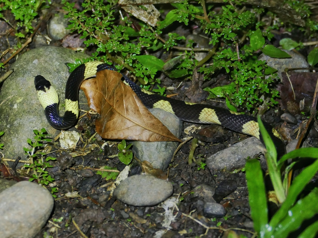 Forest Flame Snake from Heredia Province, Sarapiqui, Costa Rica on ...