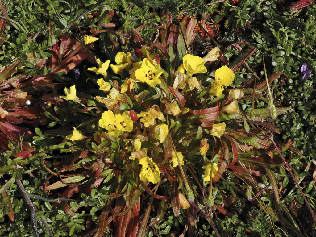 California sun cup from Rancho Bernardo, San Diego, CA, USA on February ...