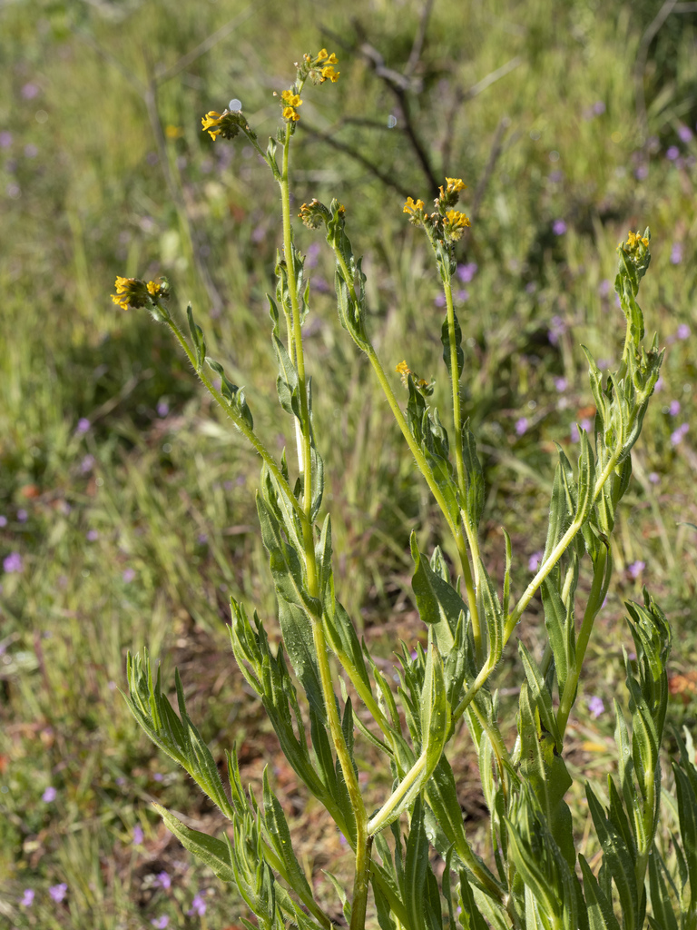Common Fiddleneck from Rancho Bernardo, San Diego, CA, USA on February ...