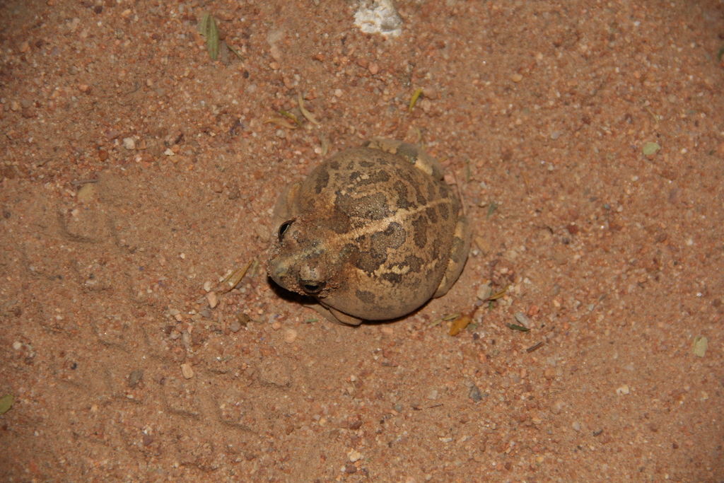 Damaraland Sand Frog from Kunene Region, Namibia on June 15, 2013 at 12 ...