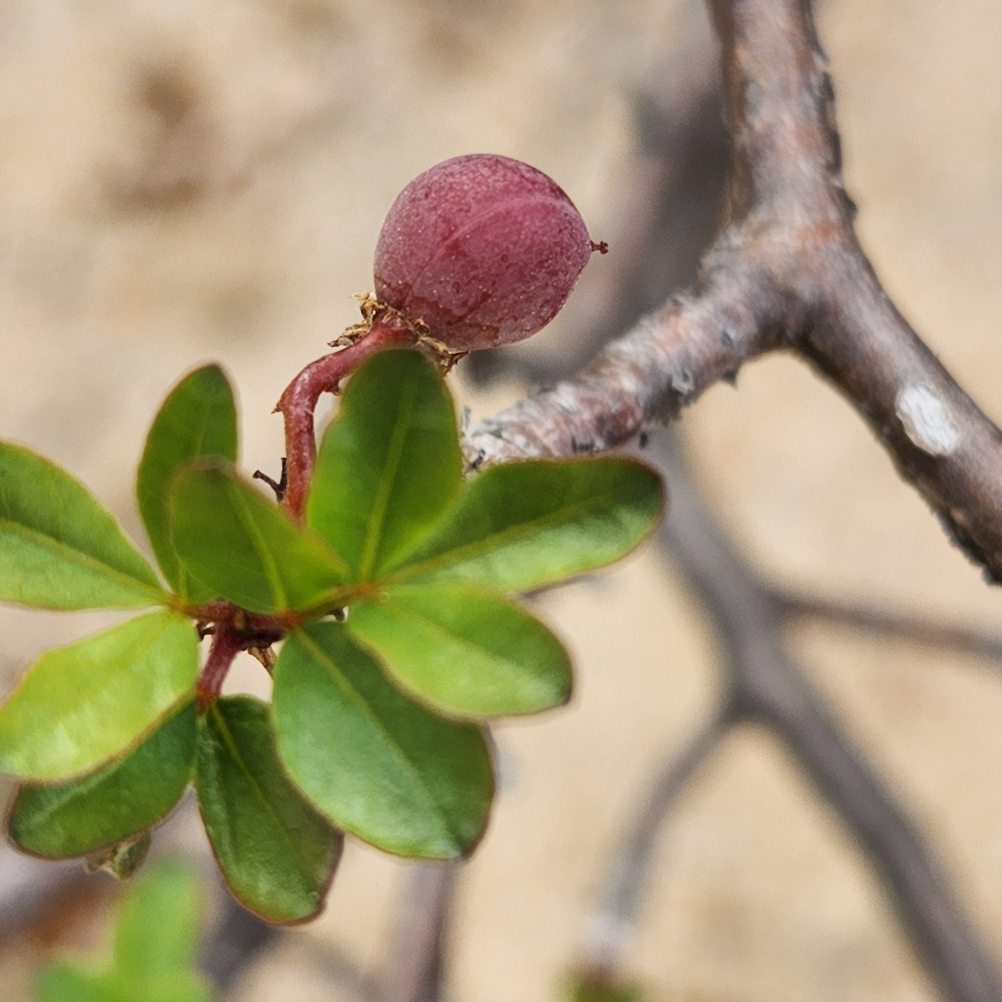 Bursera fagaroides (Kunth) Engl.