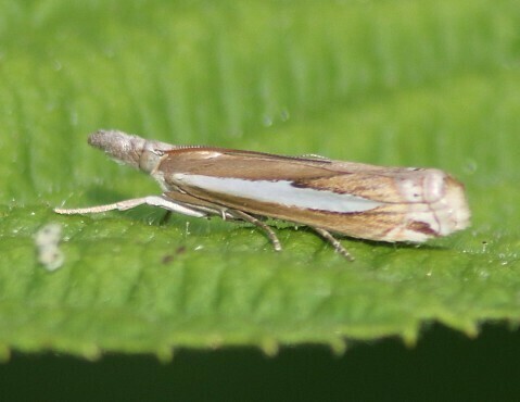 Common Grass-veneer from Sterling Forest, Orange County, NY, USA on May ...