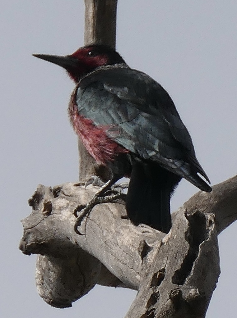 Lewis's Woodpecker from Lake Canyon Rd, Santee, CA, US on February 24 ...