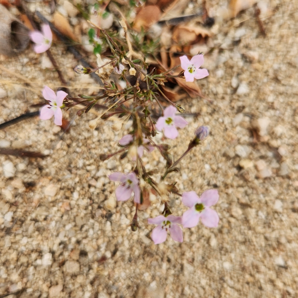 Cape Star-Violet from La Paz, BCS, Mexico on February 24, 2023 at 10:12 ...
