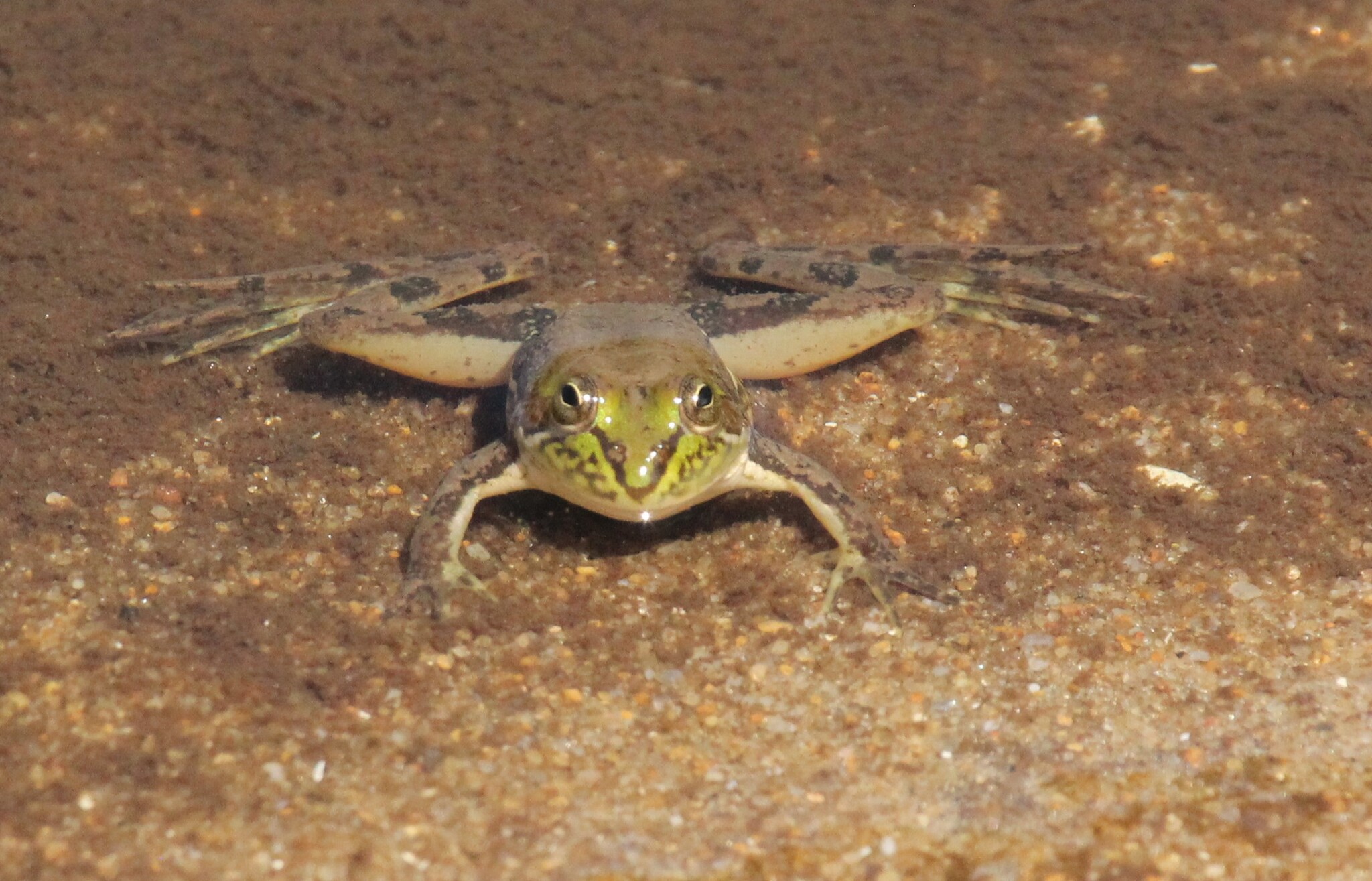 Pseudis Wagler, 1830