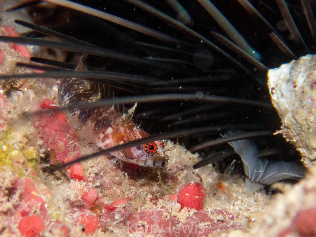 (Starksia splendens) - Marine Life Identification