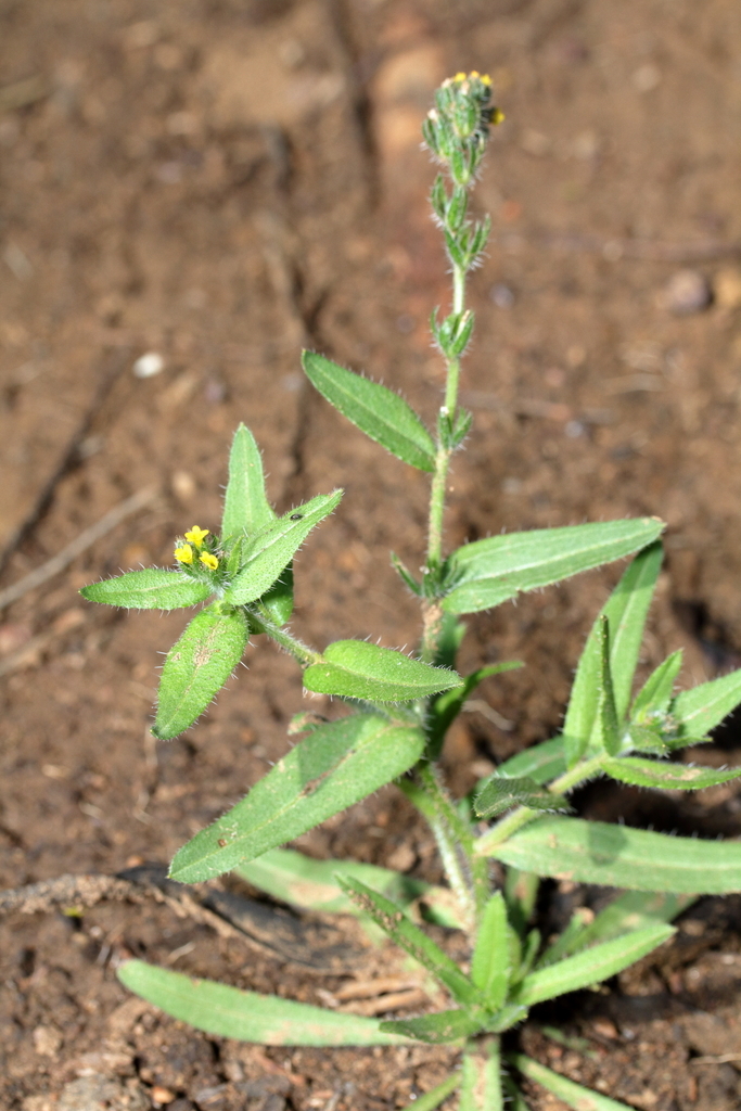 Yellow Gromwell from Germania VIC 3387, Australia on October 19, 2022 ...