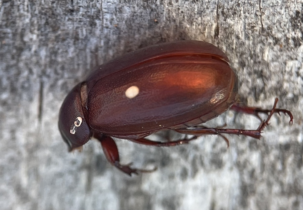 Insects from Boundary Tk E, Frankston South, VIC, AU on February 24 ...
