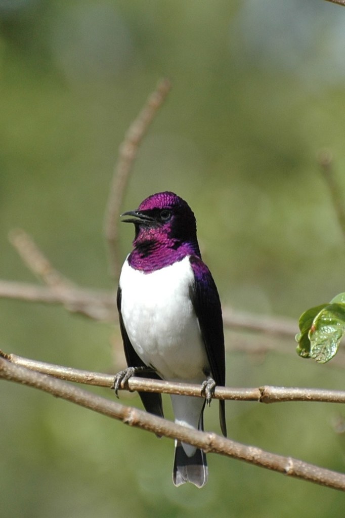 Violet-backed Starling (Garamba Flora and Fauna) · iNaturalist