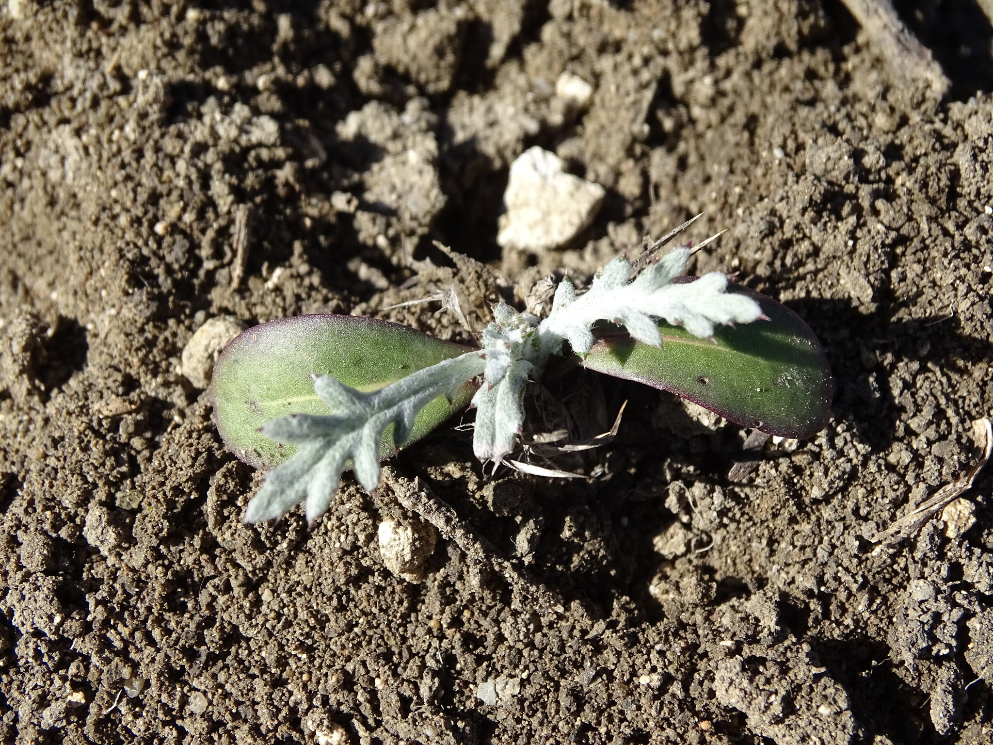 Echinops strigosus L.