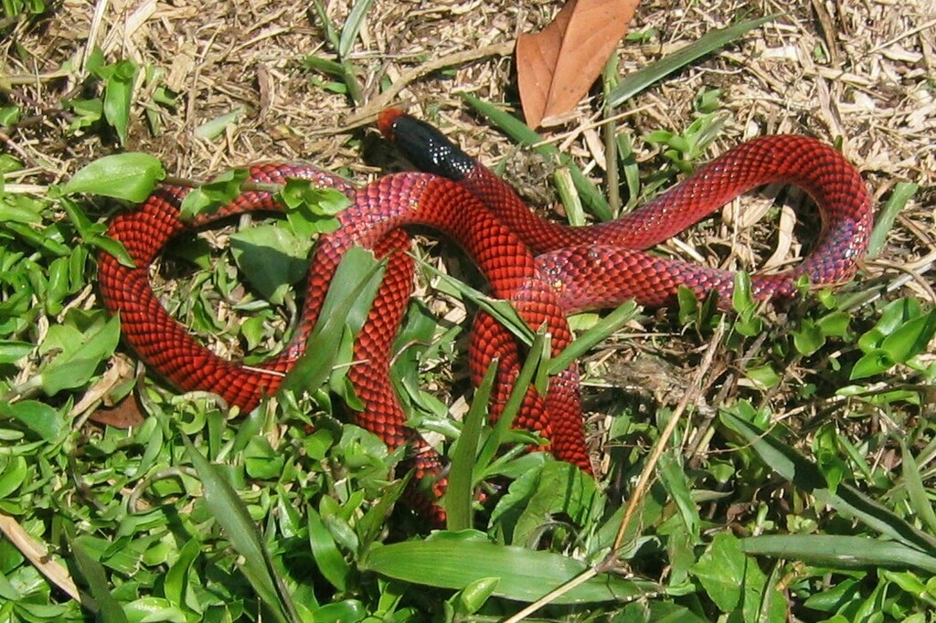 Beautiful Calico Snake from Macuma, Ecuador on July 29, 2005 at 11:53 ...