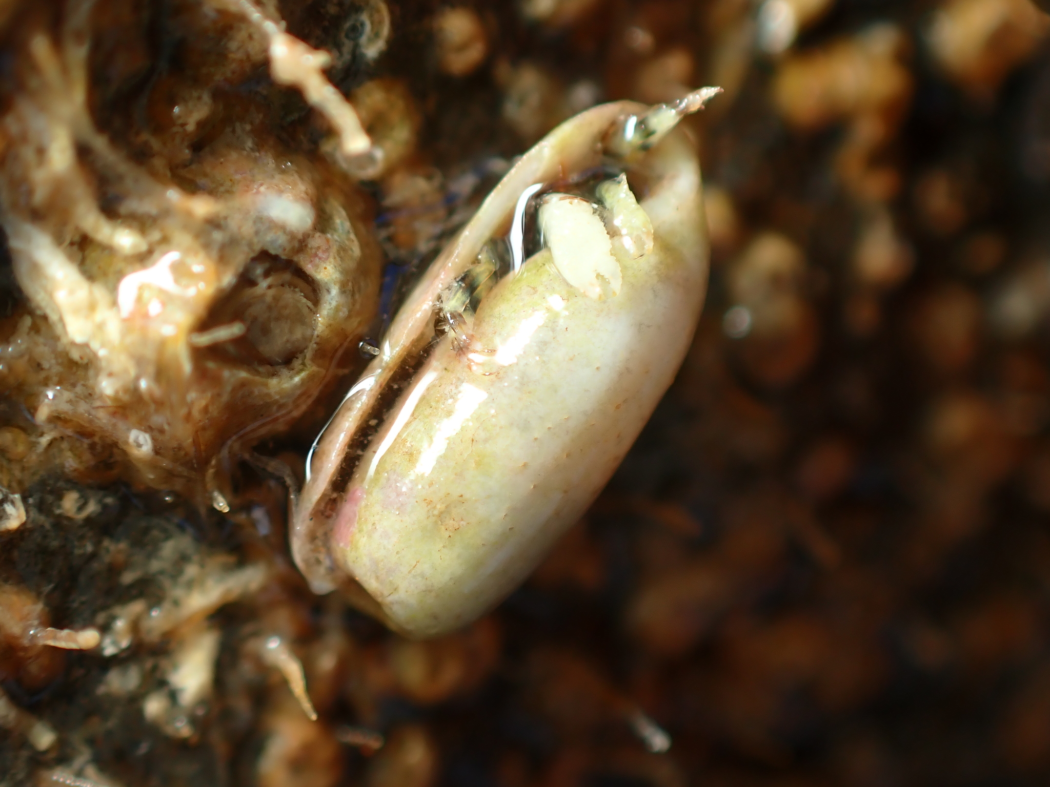 Cylichna thetidis Hedley, 1903