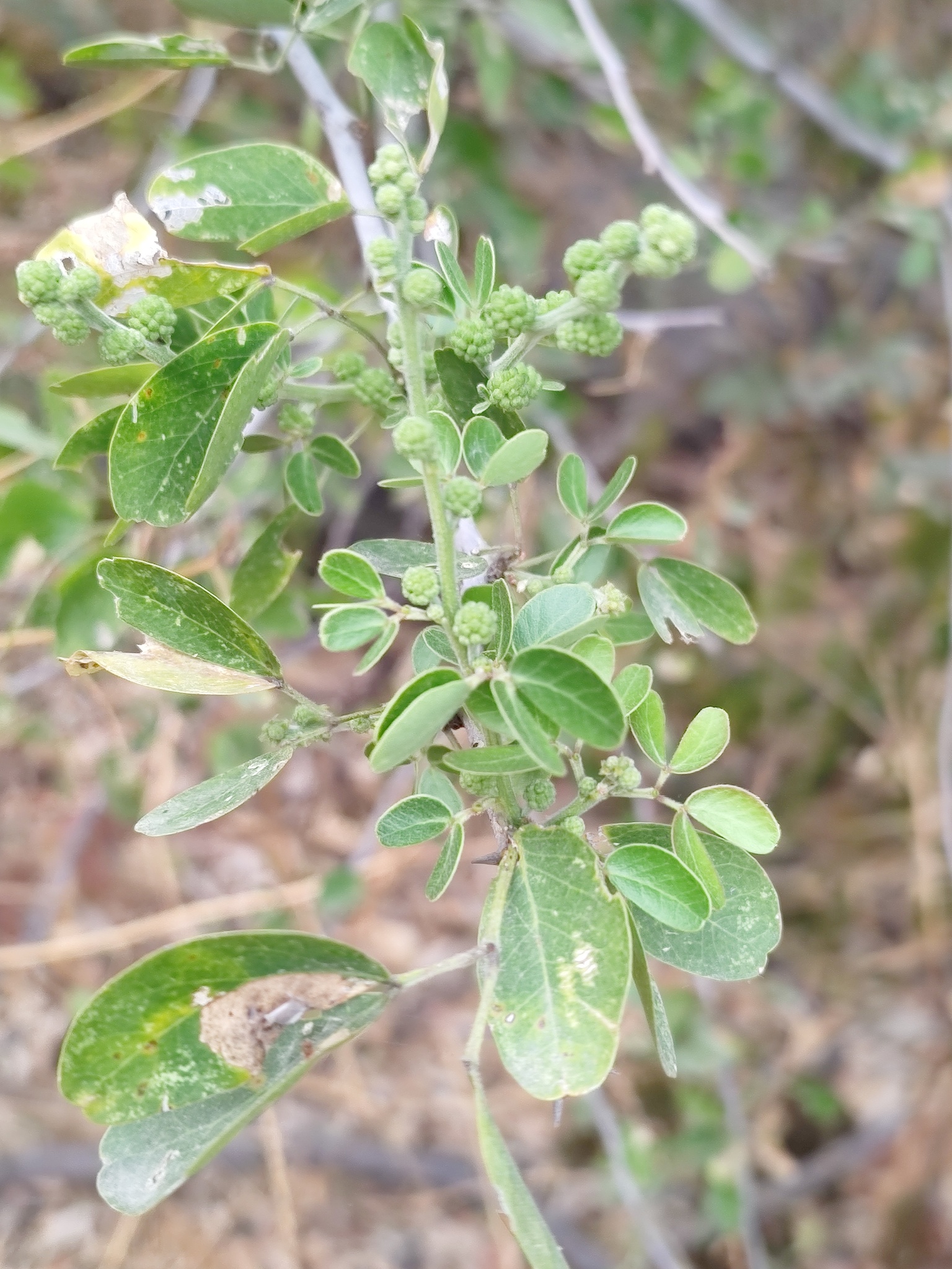 Pithecellobium dulce (Roxb.) Benth.