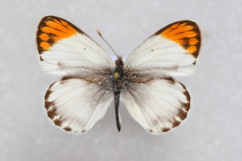 Subspecies Colotis evagore nouna · iNaturalist