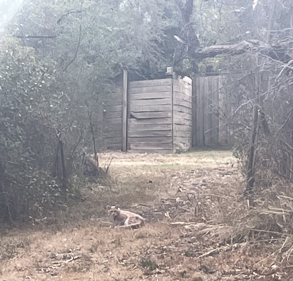 Domestic Cat from Verbena Ct, Frankston South, VIC, AU on February 25 ...