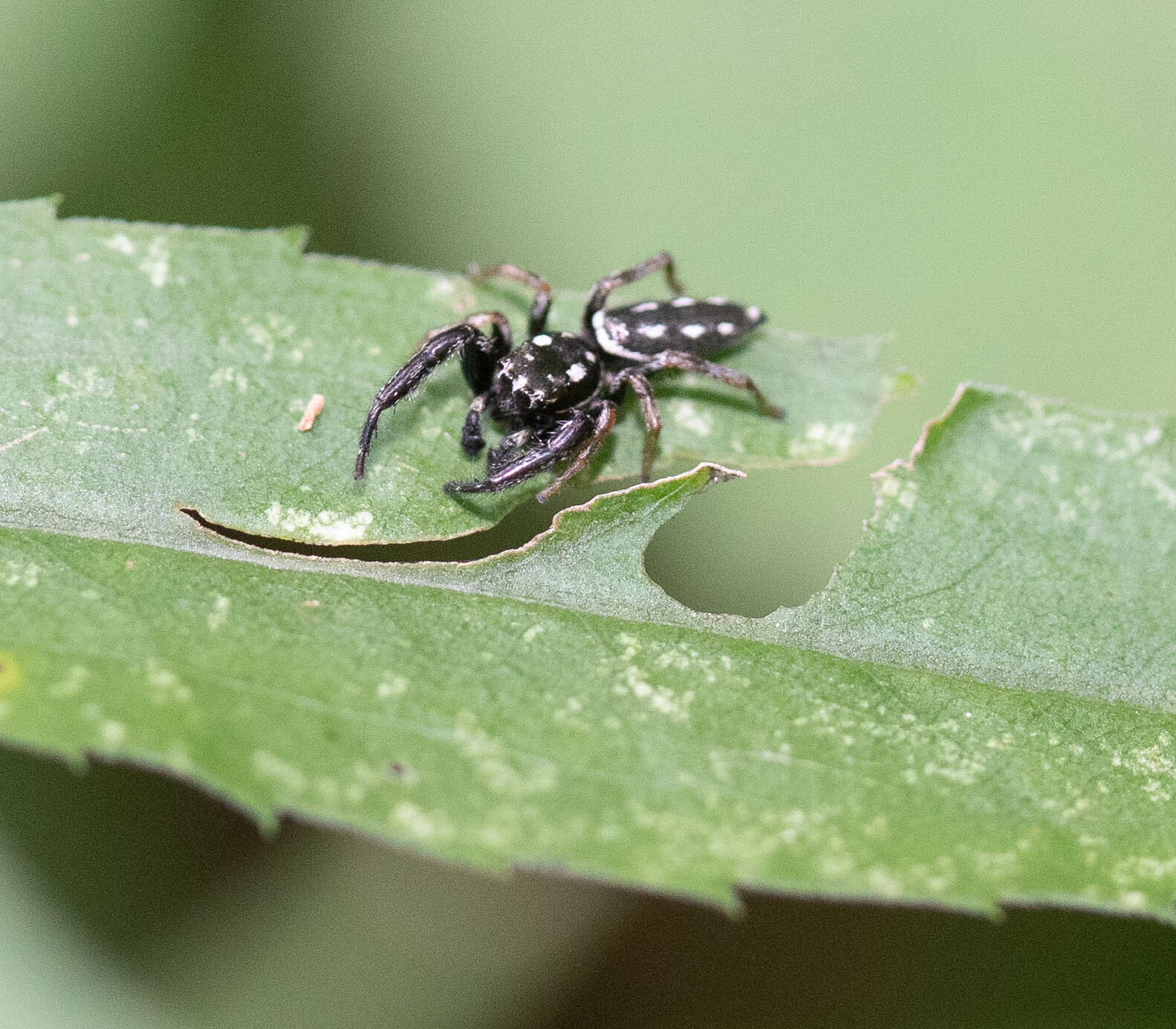 Marpissa formosa (Banks, 1892)