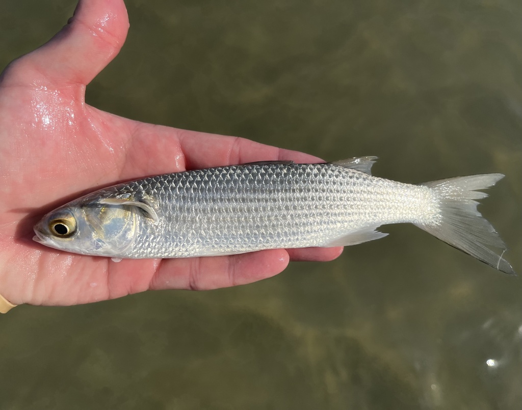 Sea Mullet (Mugil cephalus) - Marine Life Identification