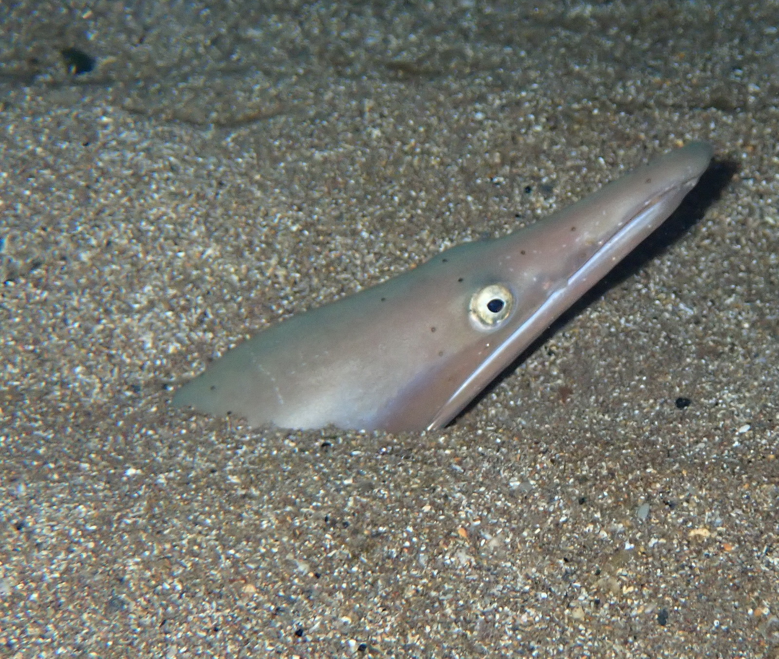 Ophisurus Lacepède, 1800