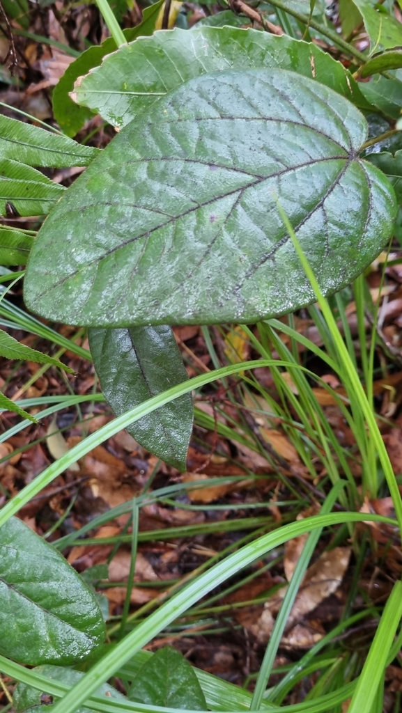 Hypserpa decumbens from Maroochy Regional Bushland Botanic Garden by ...