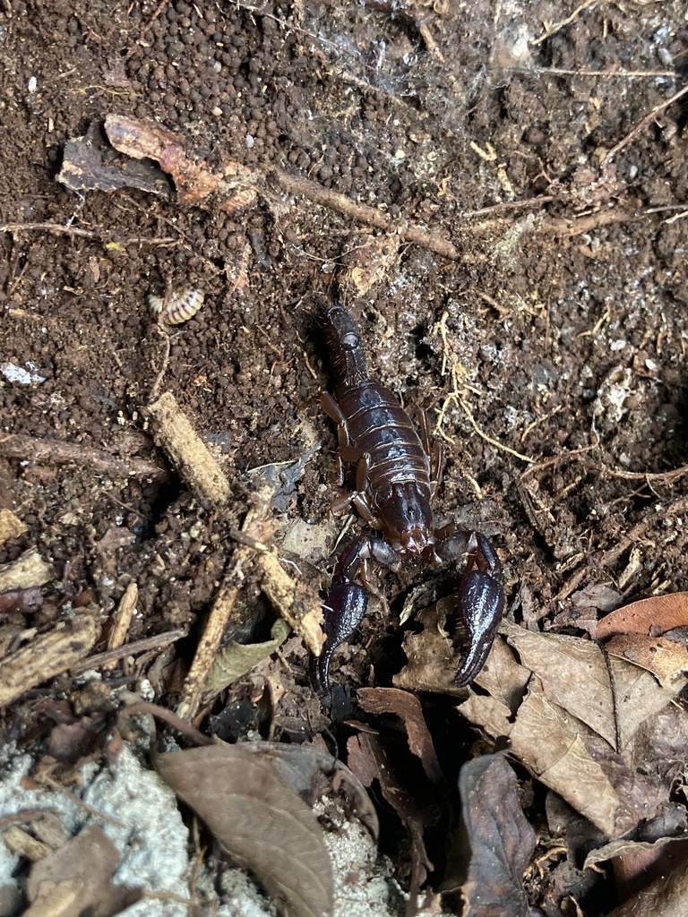 Cozumel Scorpion from Isla Cozumel, Cozumel, Quintana Roo, MX on ...