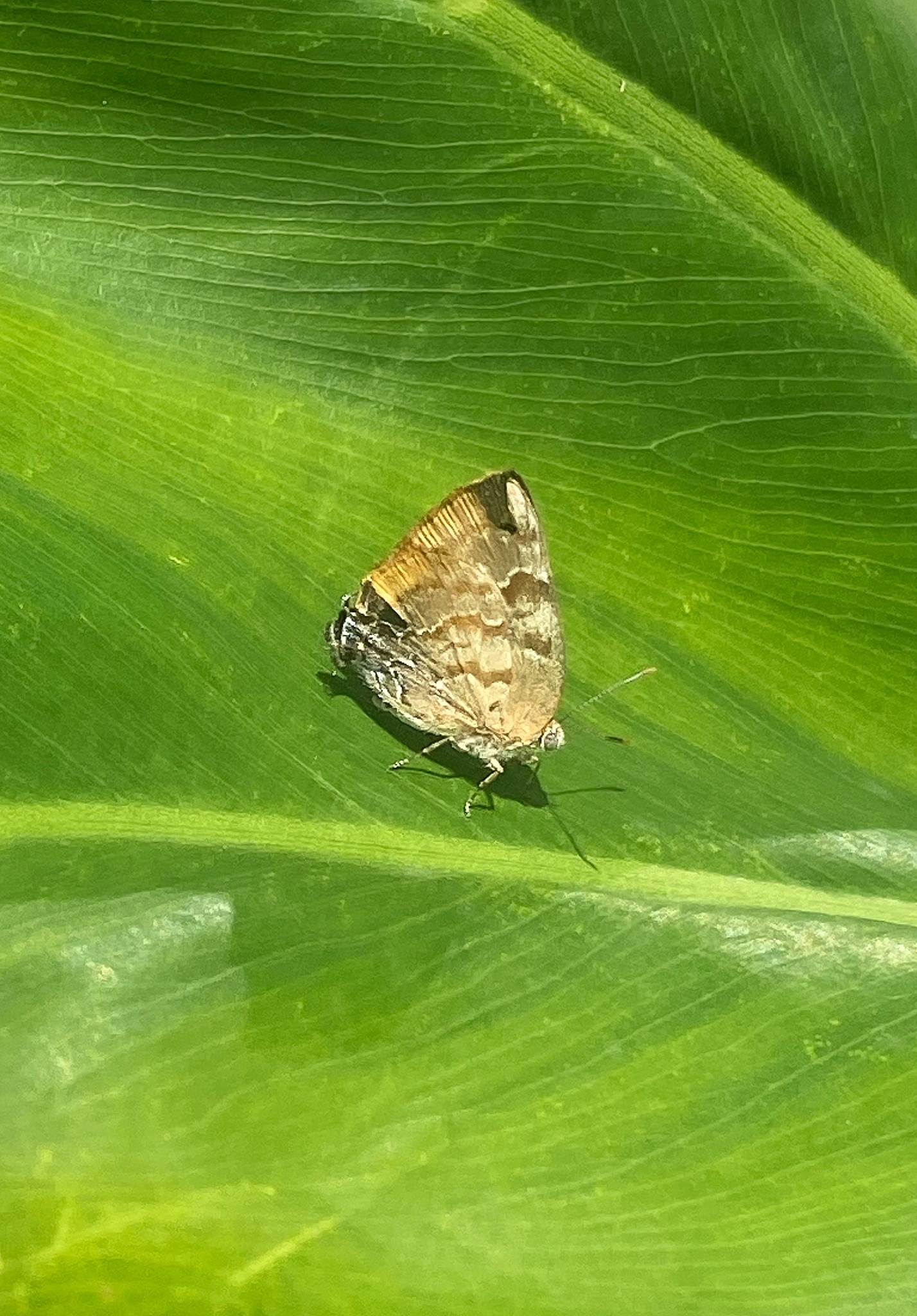 Rekoa palegon (Cramer, 1780)