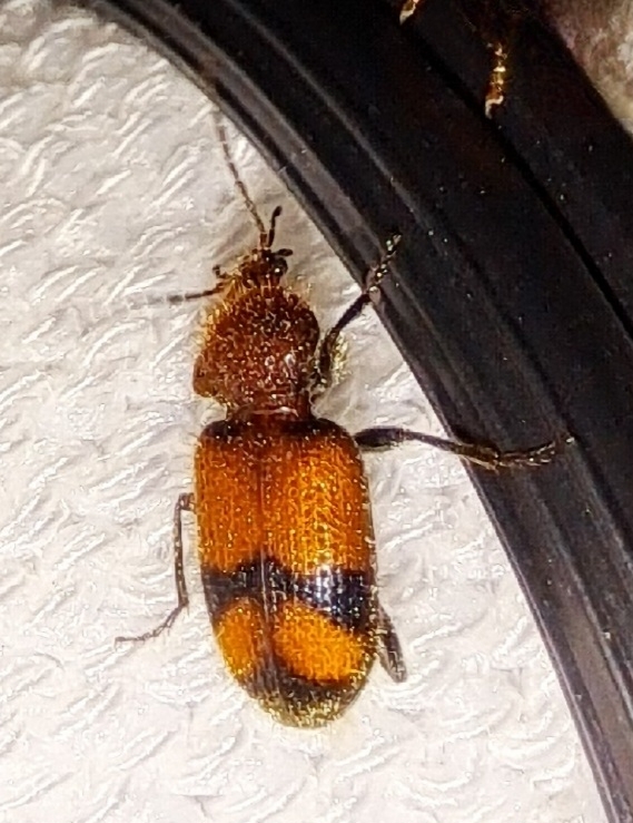 Panagaeus Latreille, 1802