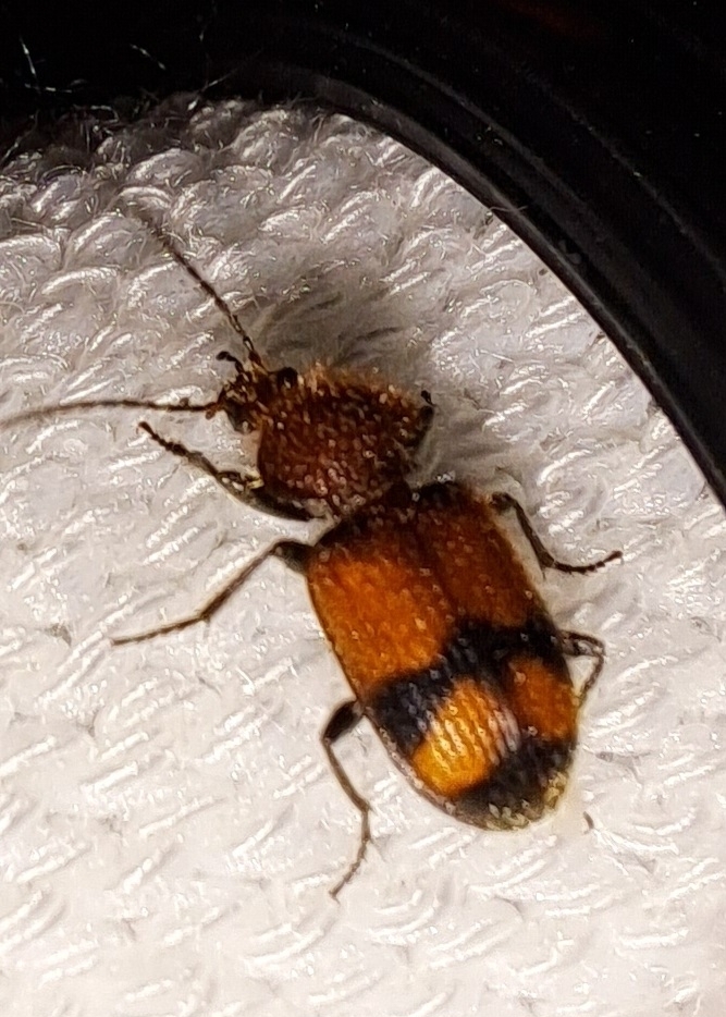 Panagaeus Latreille, 1802