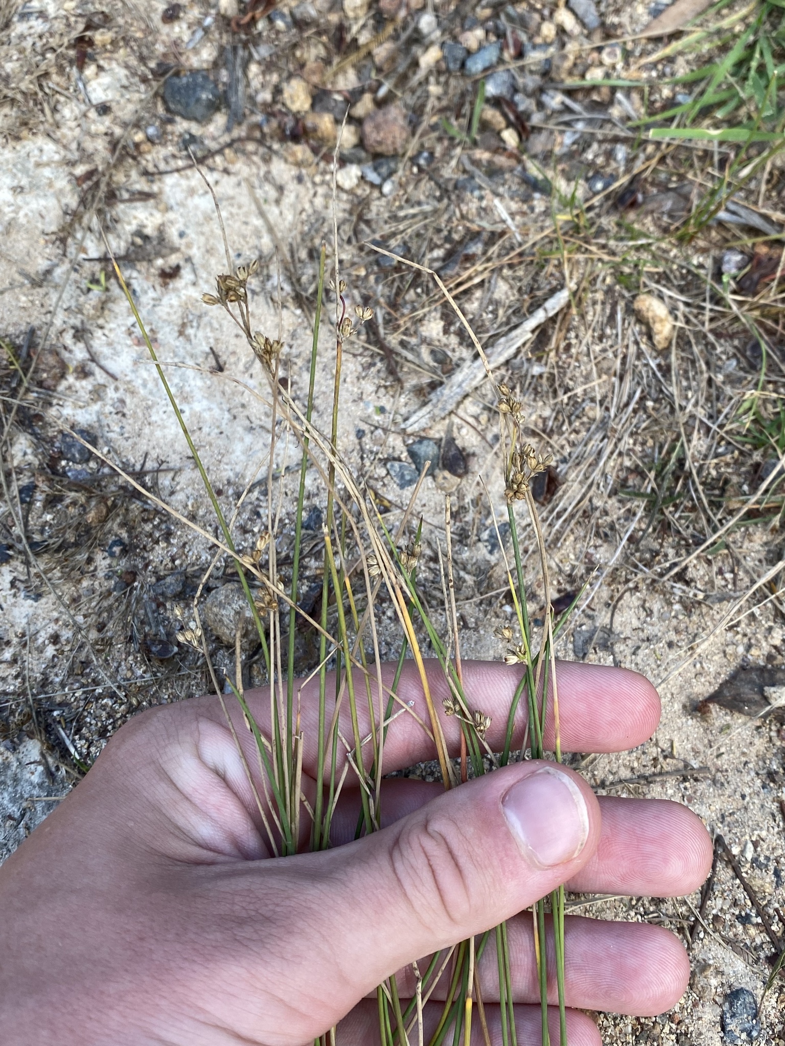 Juncus subsecundus N.A.Wakef.