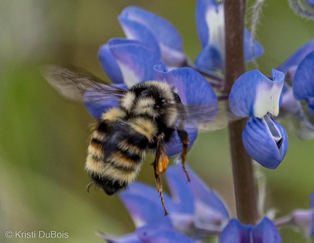 Nearctic Bumble Bee from Missoula County, MT, USA on June 05, 2020 at ...