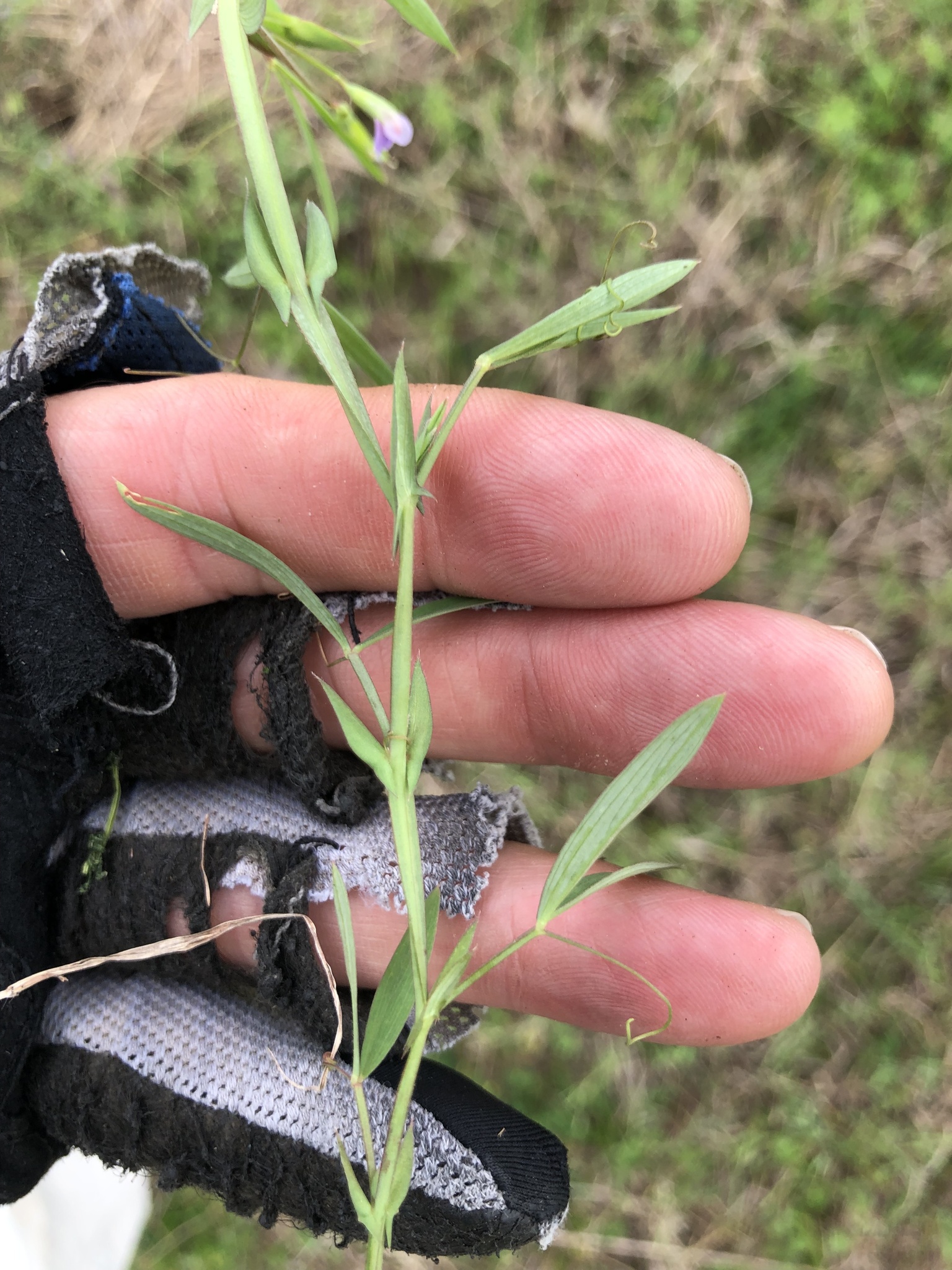 Lathyrus pusillus Elliott