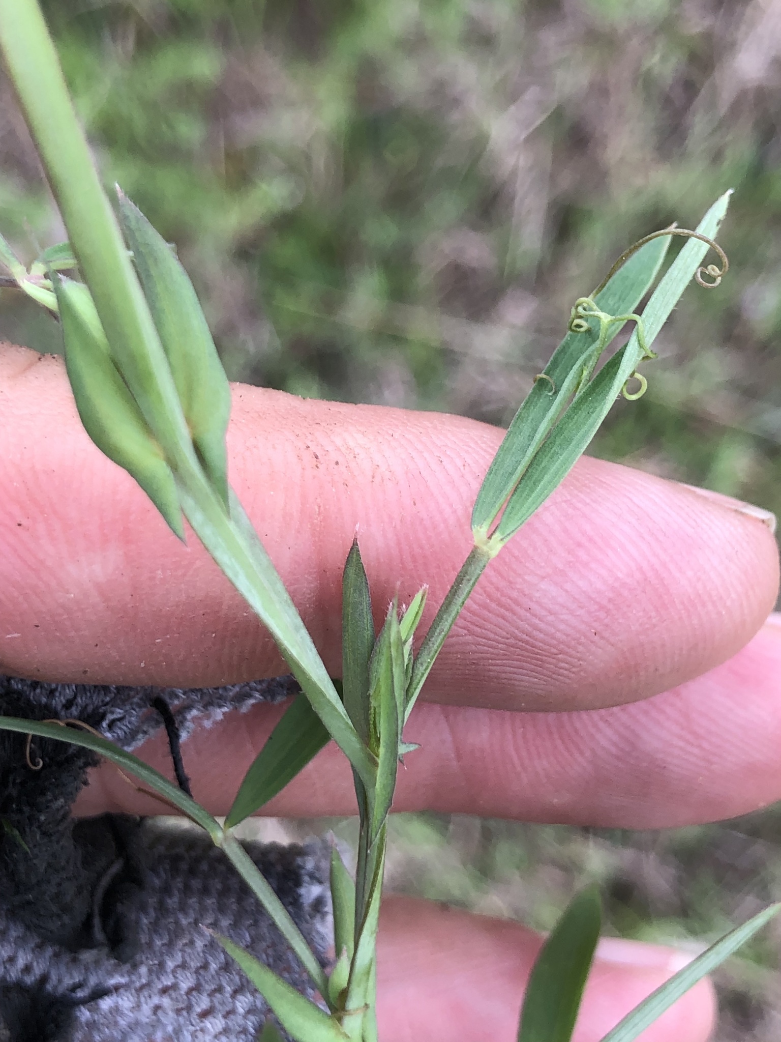 Lathyrus pusillus Elliott
