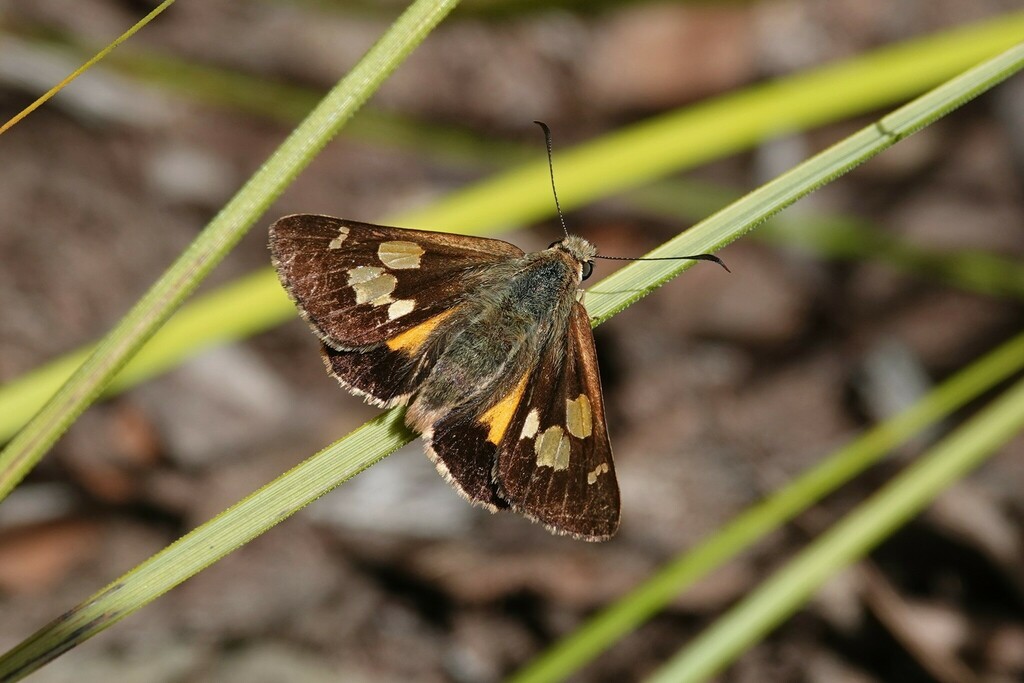 Flame Sedge-skipper from Recherche TAS 7109, Australia on February 9 ...