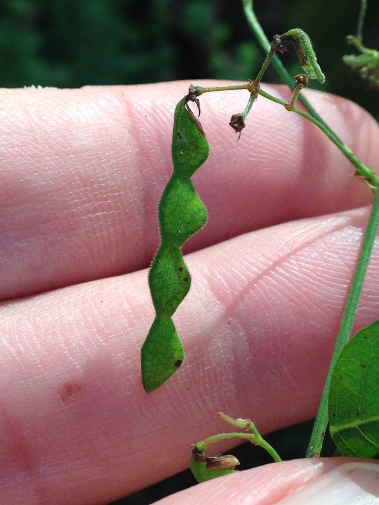 tall tick-trefoil (Desmodium glabellum) - Botanical Realm