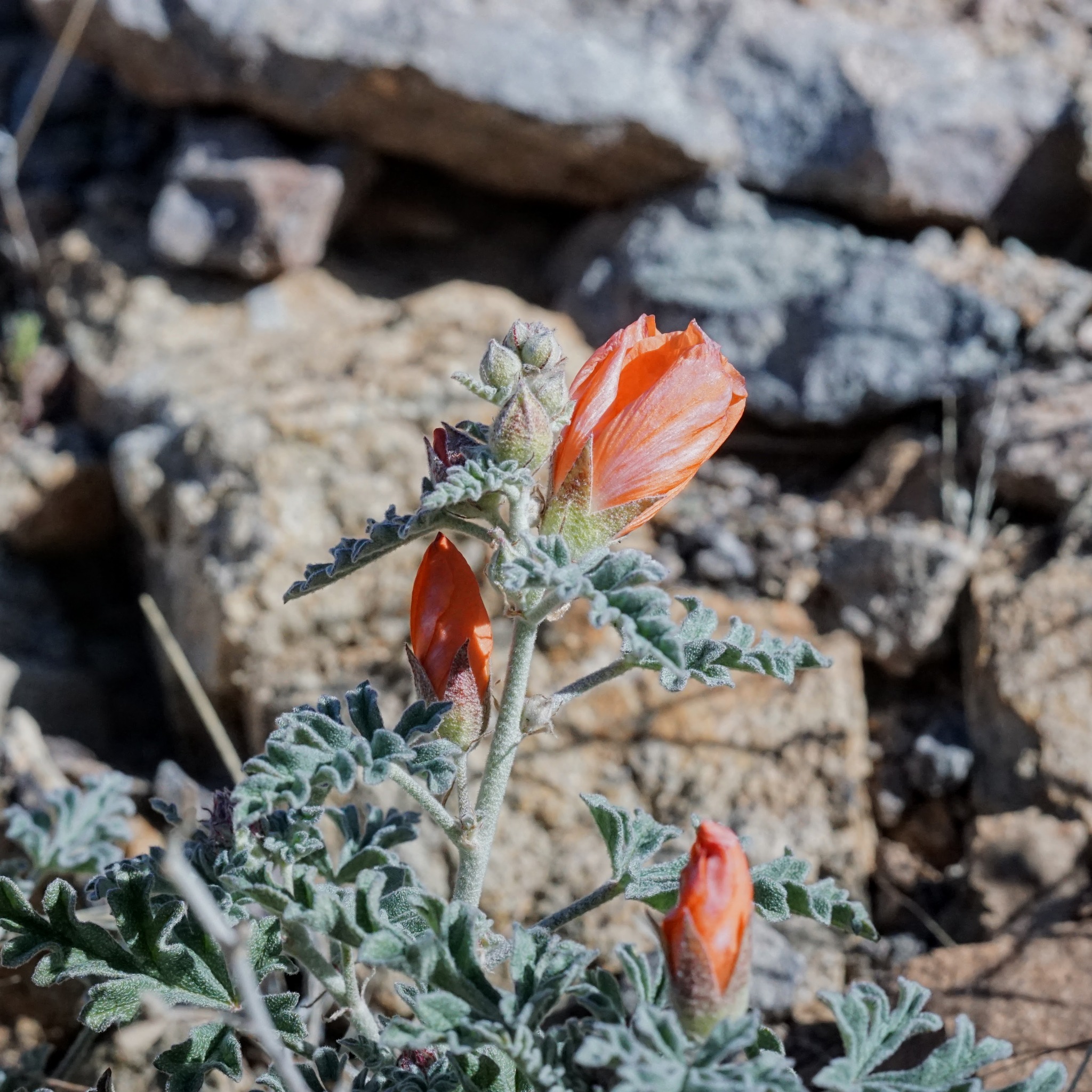 Sphaeralcea hastulata A.Gray