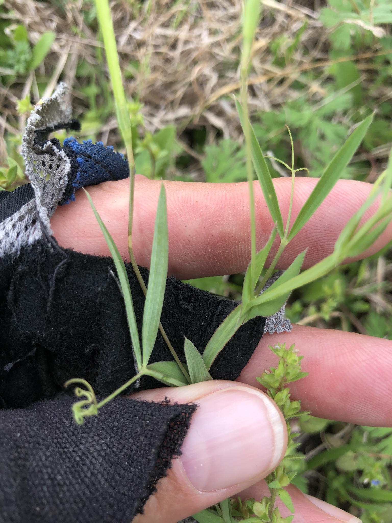 Lathyrus pusillus Elliott
