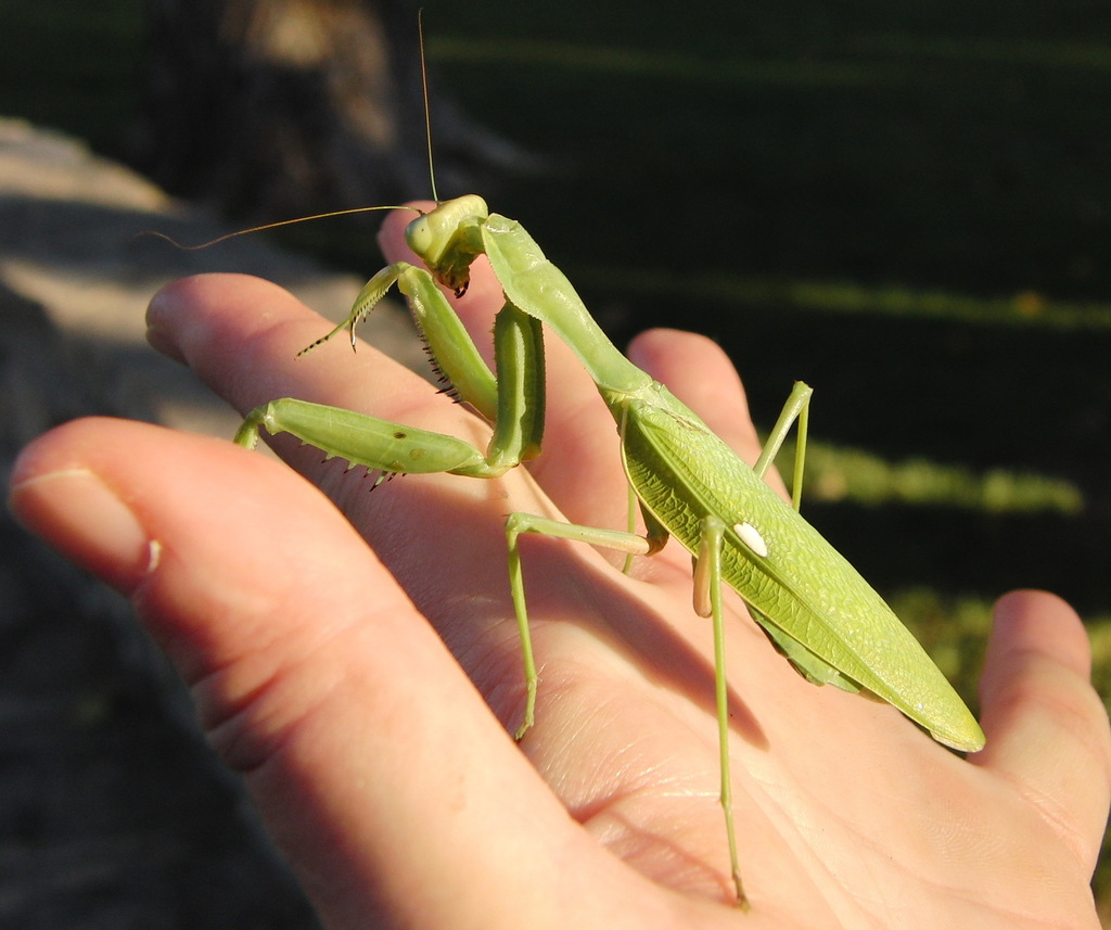 Giant African Mantis from 29200 Antequera, Provinz Málaga, Spanien on ...