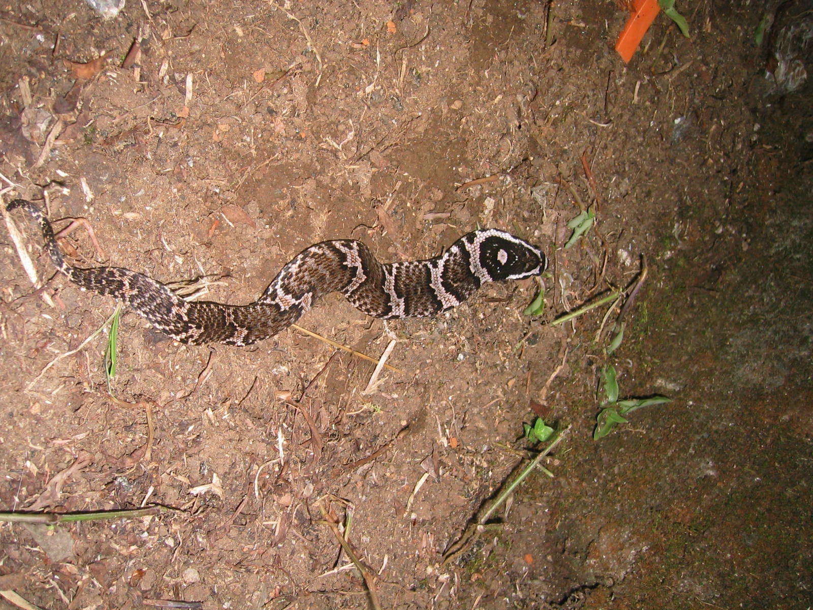 Xenodon severus (Linnaeus, 1758)