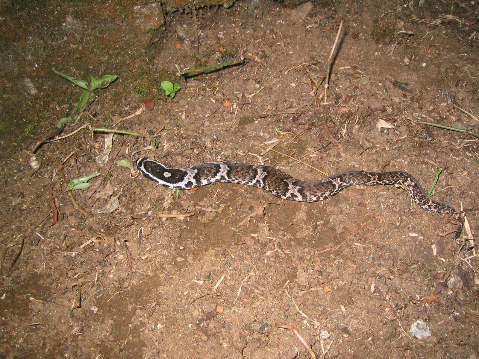Xenodon severus (Linnaeus, 1758)