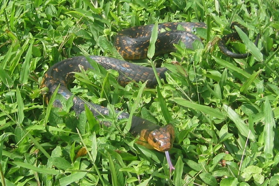 Xenodon severus (Linnaeus, 1758)