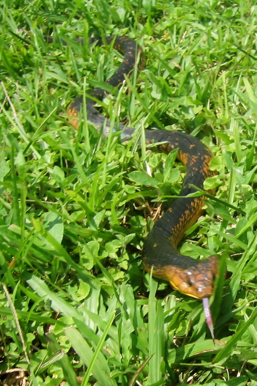 Xenodon severus (Linnaeus, 1758)