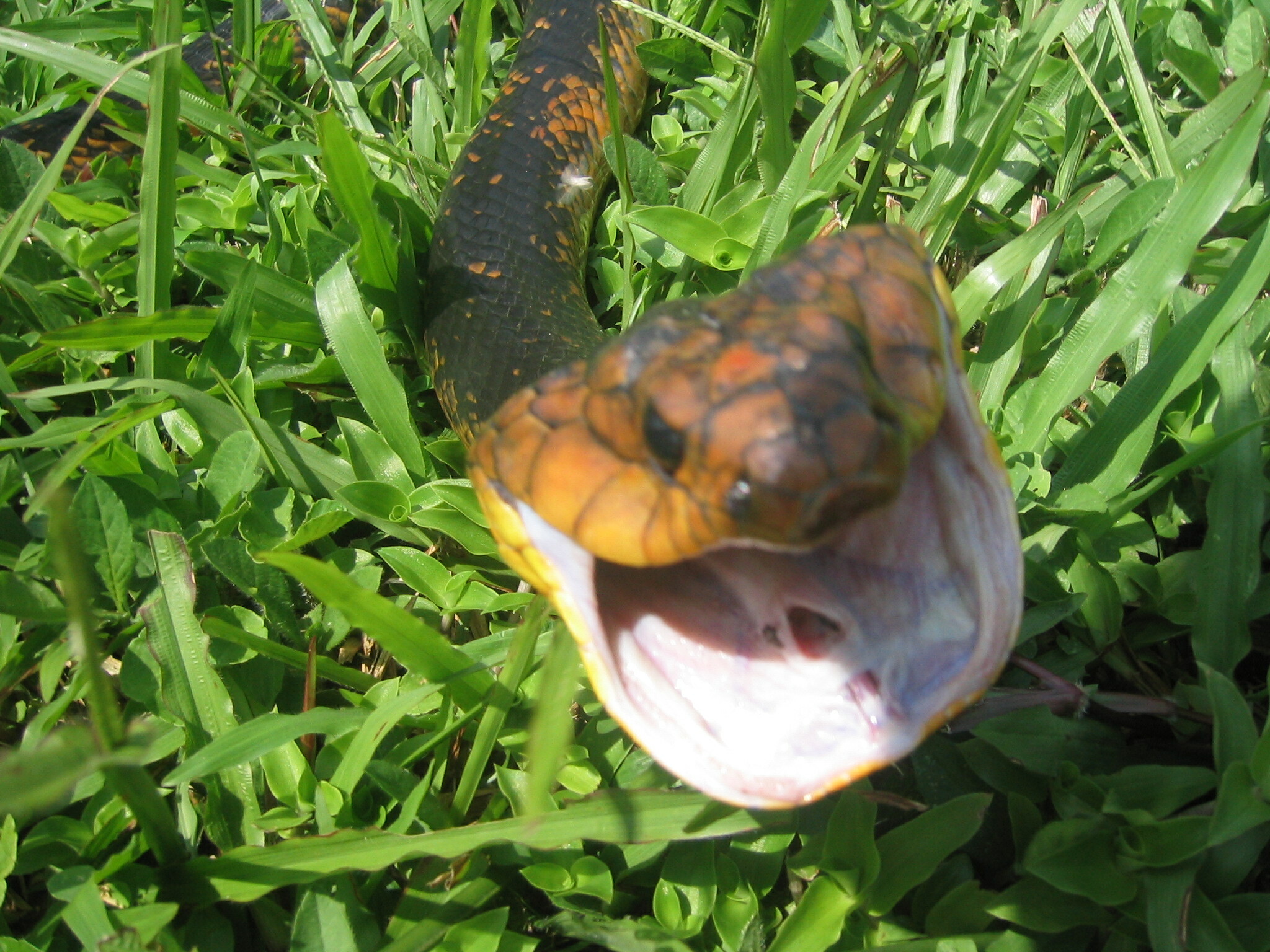 Xenodon severus (Linnaeus, 1758)