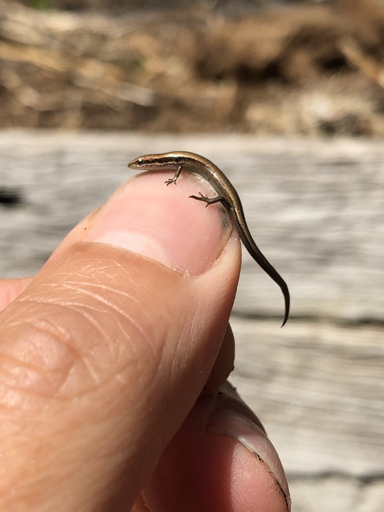 Common Dwarf Skink from Adelaide SA, Australia on March 21, 2020 at 01: ...