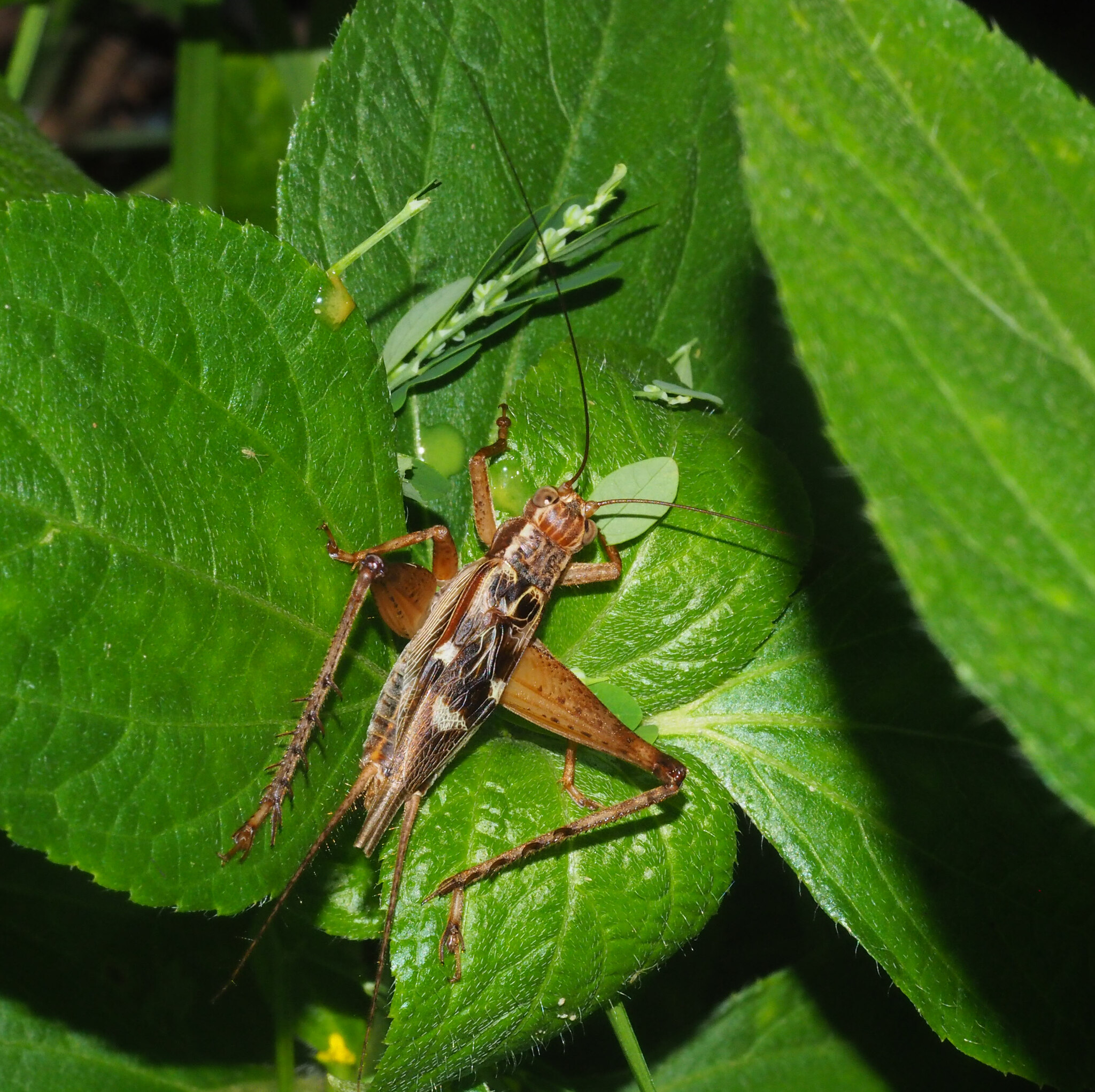 Cardiodactylus Saussure, 1878