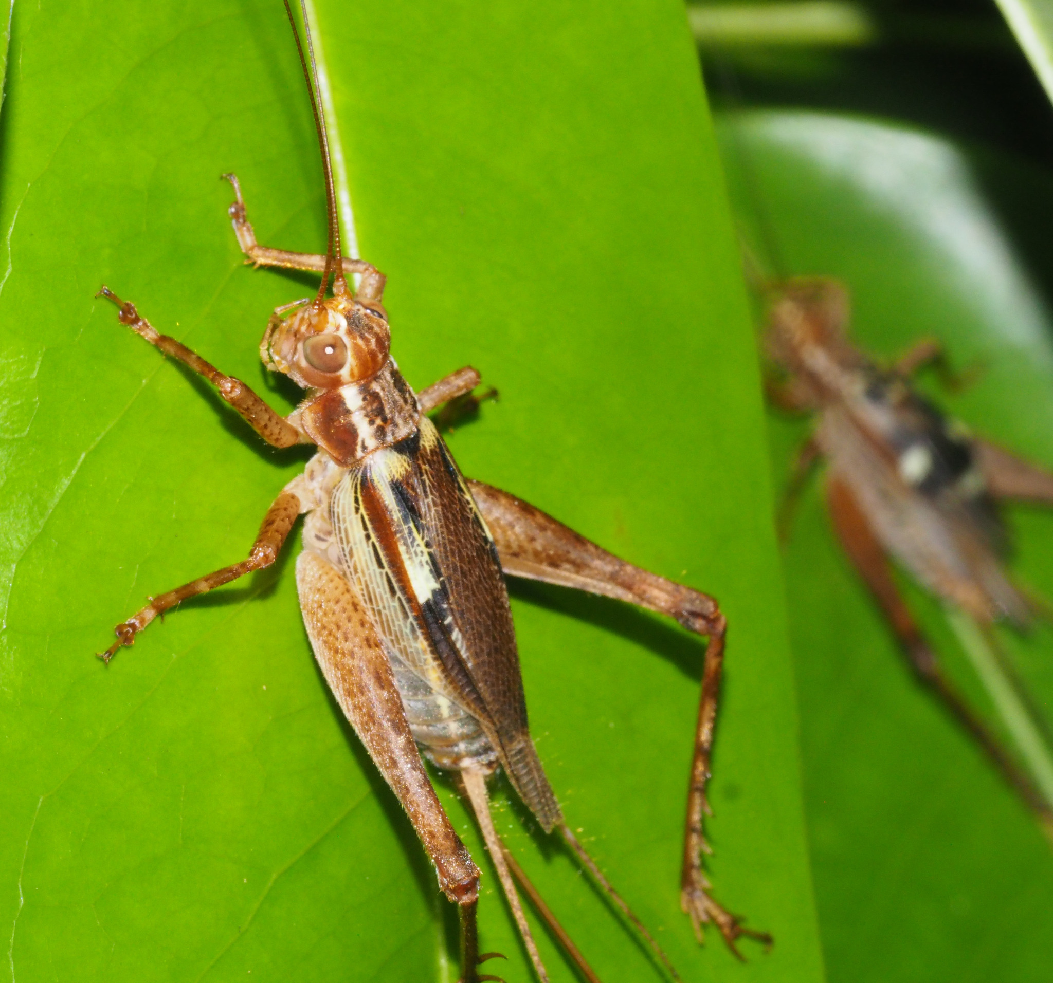 Cardiodactylus Saussure, 1878