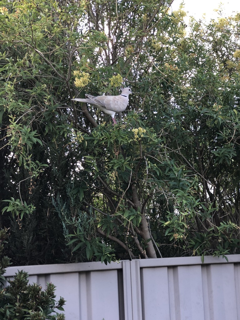 African Collared-Dove from Adelaide SA, Australia on March 22, 2020 at ...