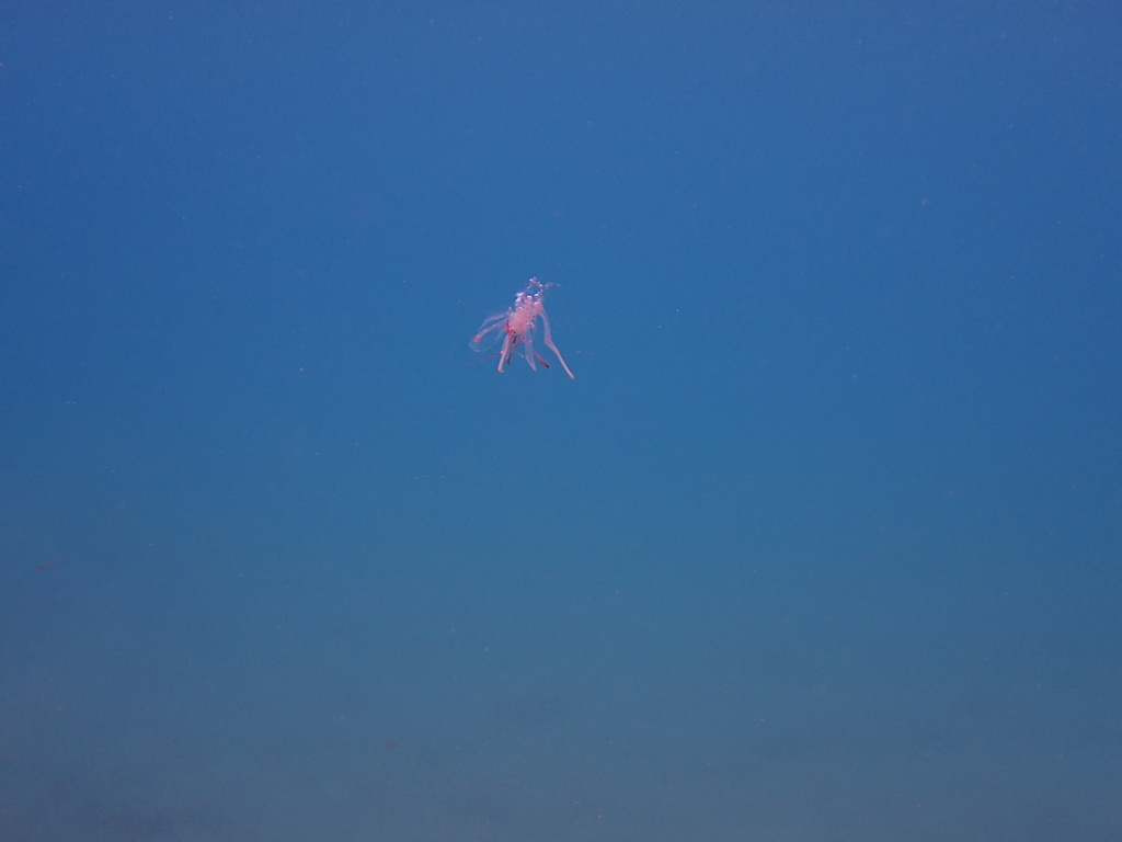 Calycine Long-armed Squid from Toyon Bay, CA, US on February 22, 2023 ...